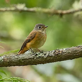 Free AI Sound Effect Generator - Create Custom Sound Effects Online